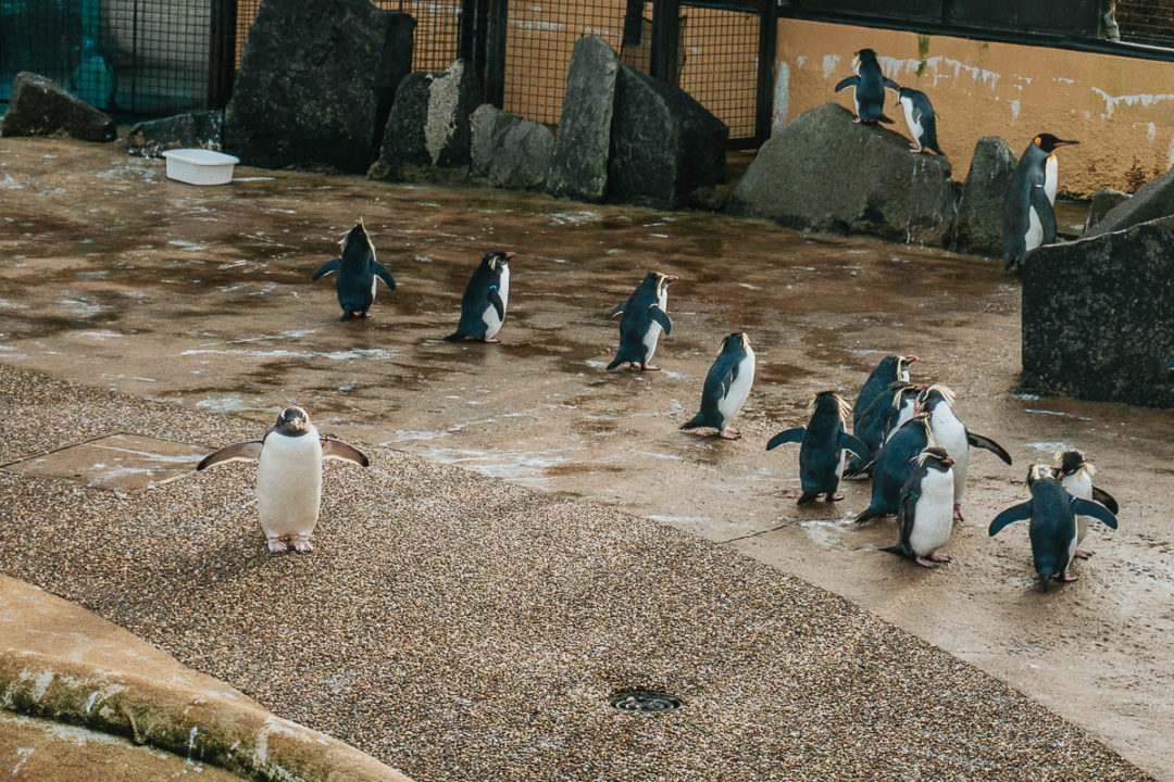 Visiting Edinburgh Zoo Penguins Parade