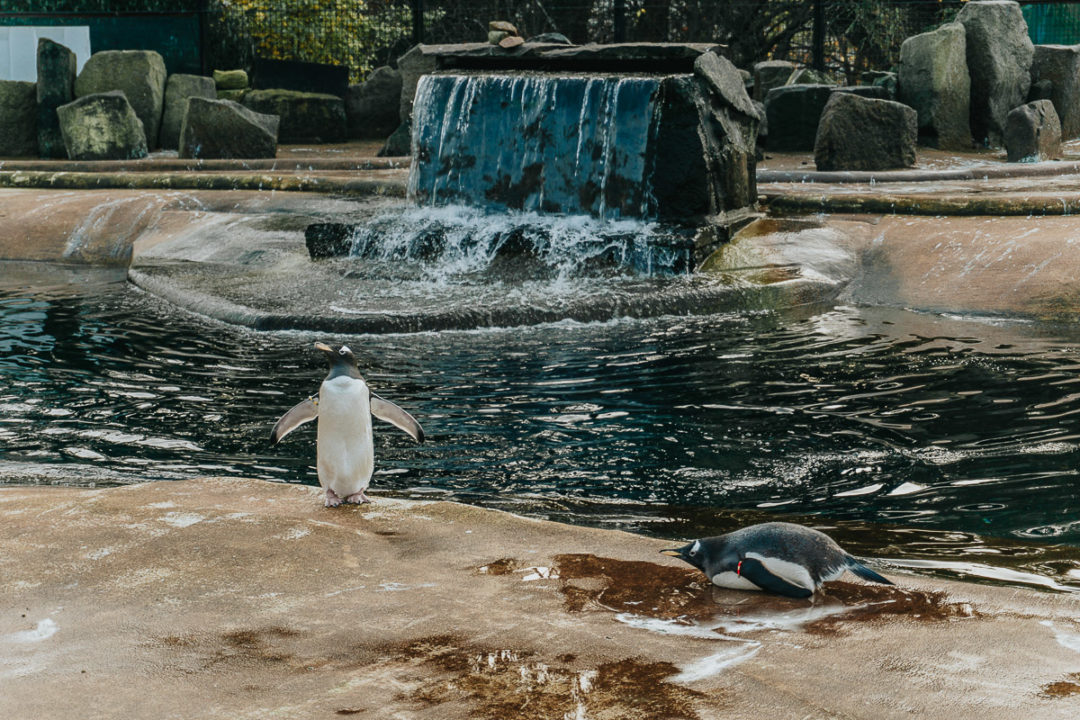 Visiting Edinburgh Zoo Penguins Parade