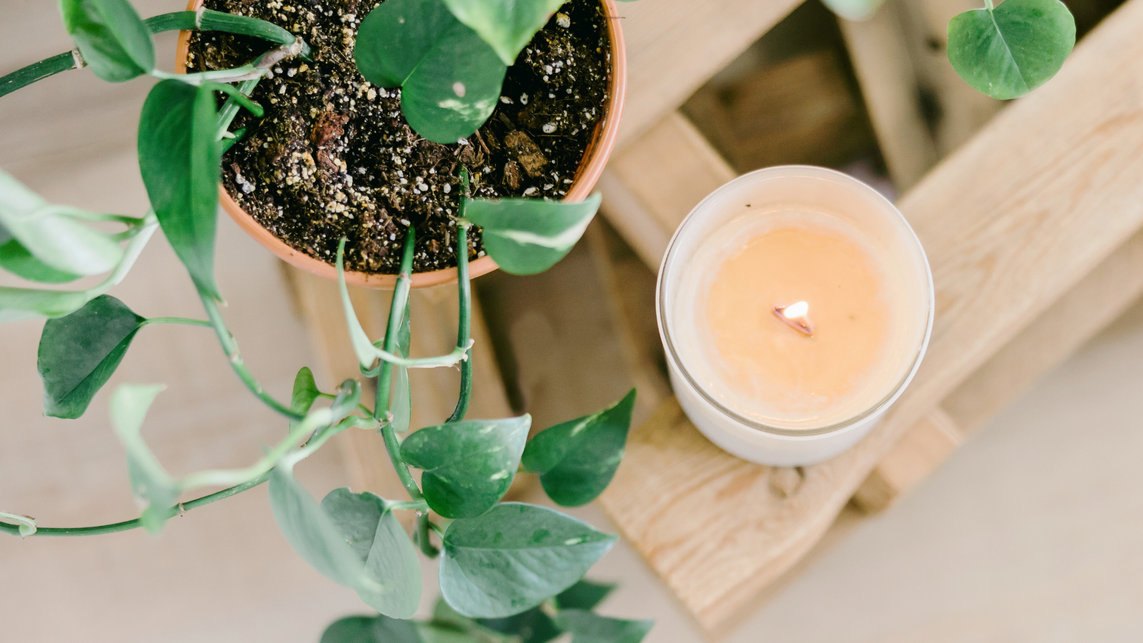 10 Plants For Your Witch Garden | Herbs For Witches | Herbs To Grow For ...